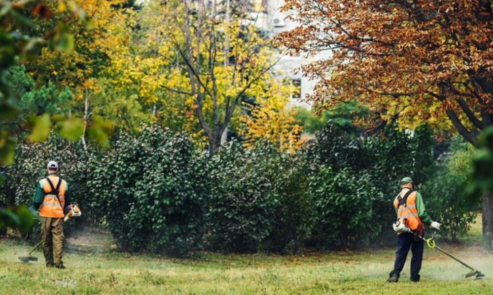 Transform Your Outdoor Space with Expert Tree Service Solutions
