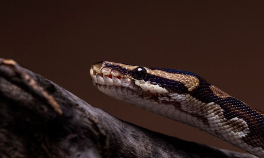 The Fascinating World of Bulk Snake Vertebrae: Anatomy and