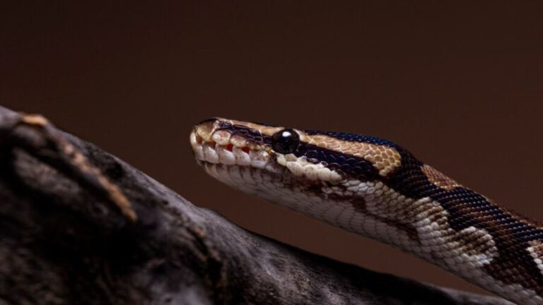The Fascinating World of Bulk Snake Vertebrae: Anatomy and