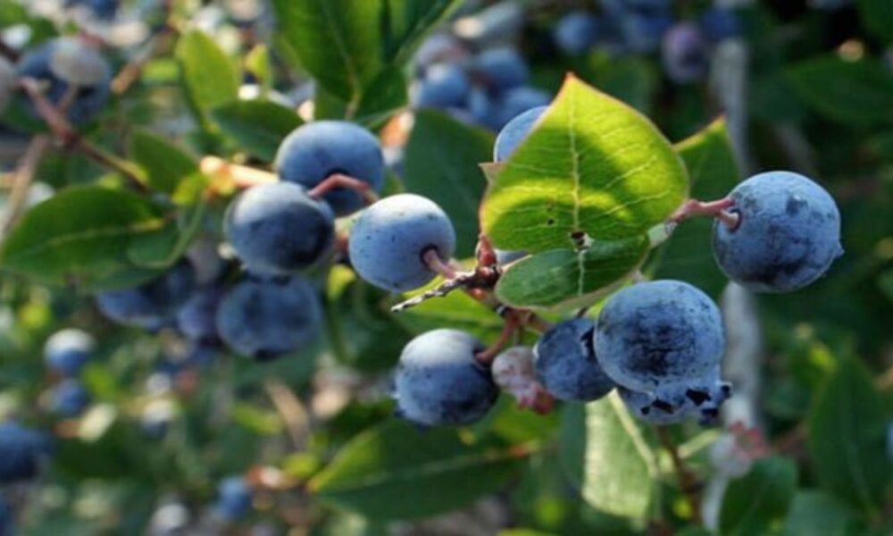 The Power of Blueberries: Small Berries, Big Health Benefits