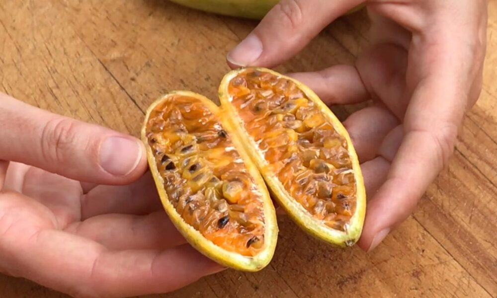 5 Delicious Recipes Featuring Curuba You Must Try