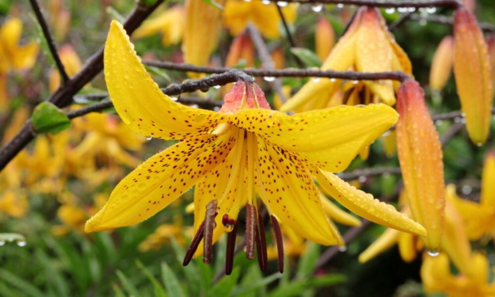 The Fascinating World of Lillienu: Insights and Inspirations