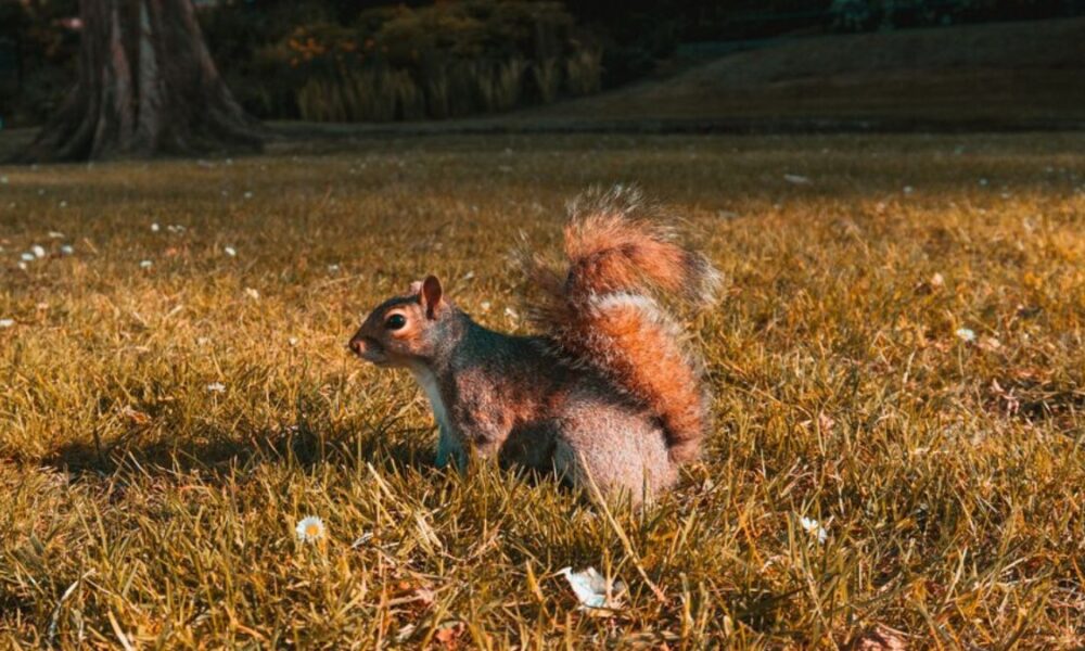 Squirrel Sounds : The Intriguing Sounds of Our Furry Friends