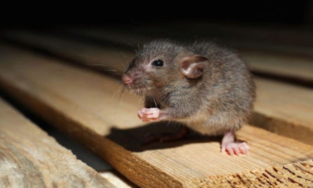 The Ideal Time of Year to Call a Mice Exterminator: Best Practices for ...