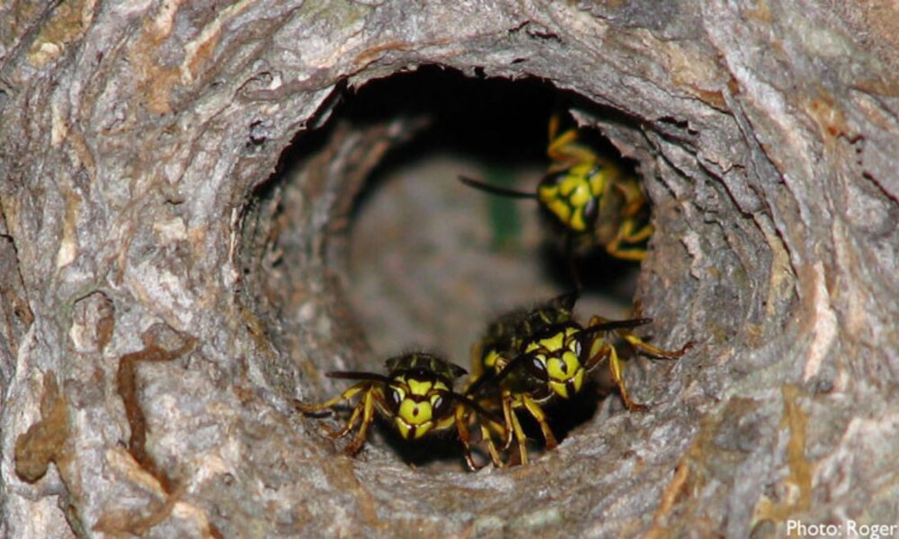 Yellow Jacket Nest: What You Need to Know Before You Approach