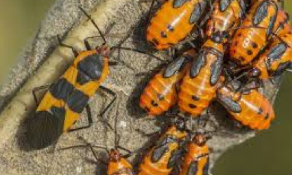 Common Pests Found in Orange and How to Address Them