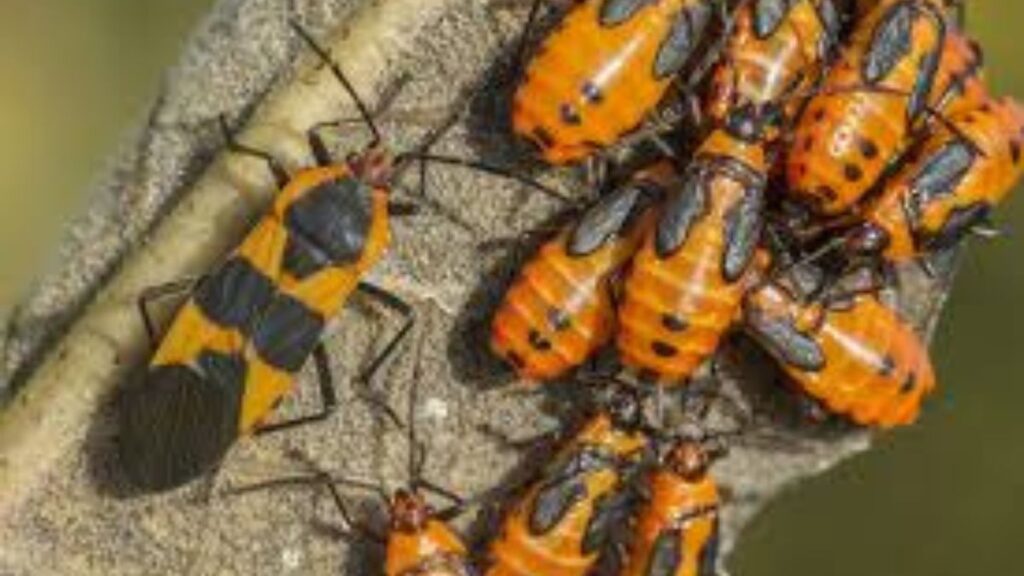 Common Pests Found in Orange and How to Address Them