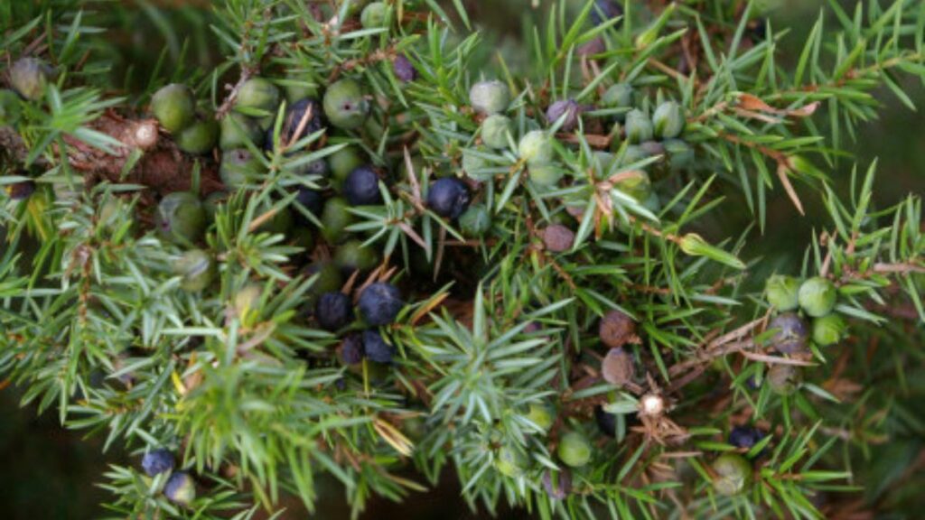 Exploring the Significance of Juniper Ren Age in Modern Society