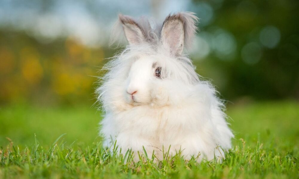 Everything You Need to Know About Angora Rabbits