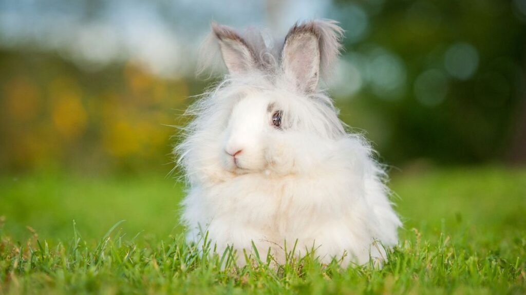 Everything You Need to Know About Angora Rabbits