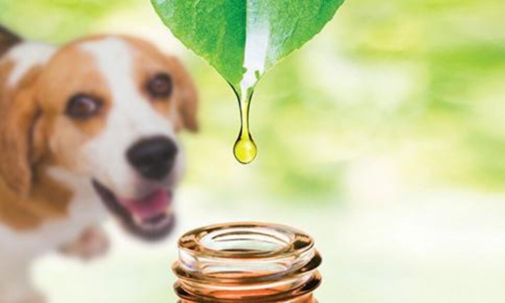 Safe Scents: How Peppermint Oil Can Help Your Dog Stay Happy and Healthy