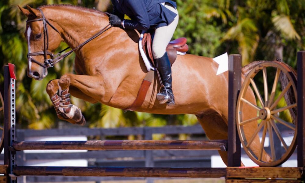 Creating a Horse Jump Course: Everything You Need to Know