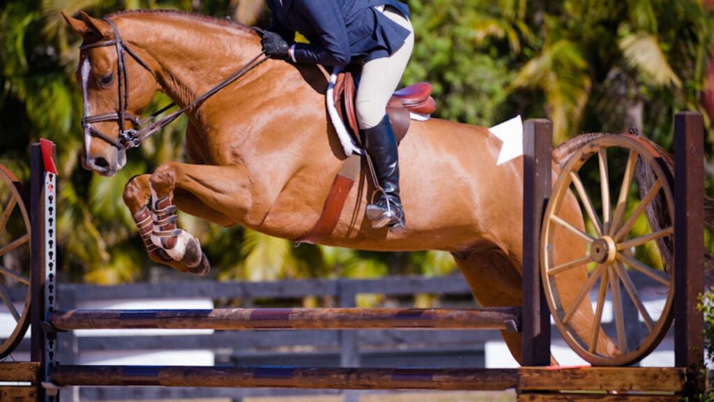 Creating a Horse Jump Course: Everything You Need to Know
