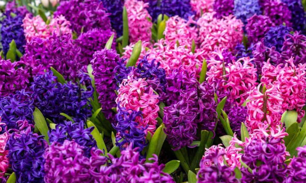 Jacinthe Hyacinthus orientalis: A Symbol of Spring and Renewal