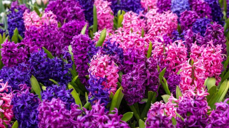 Jacinthe Hyacinthus orientalis: A Symbol of Spring and Renewal
