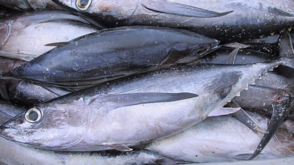 Understanding Albacore Tuna: Types, Traits, and Taste Profiles
